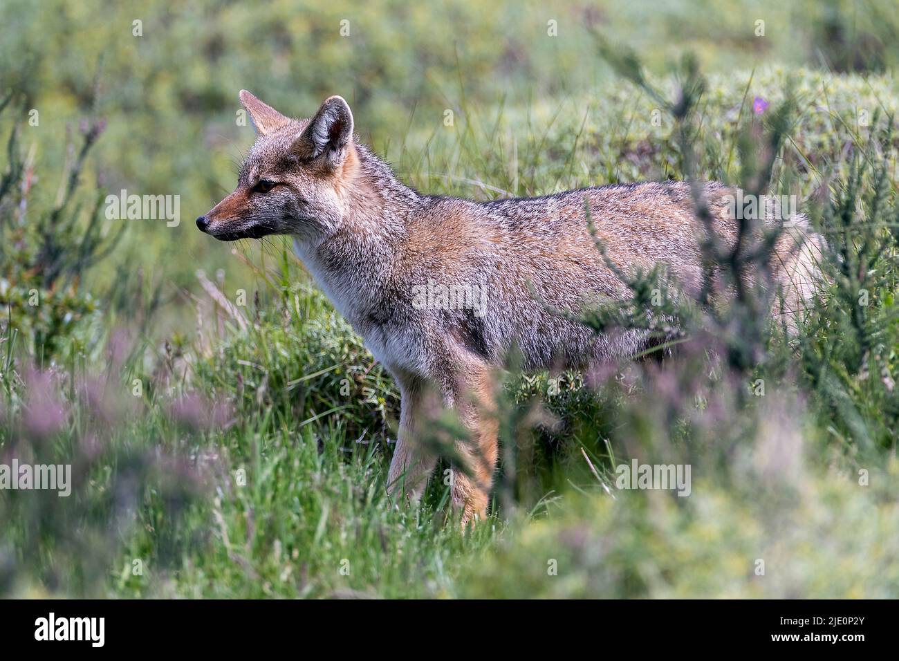 South American gray fox (Lycalopex griseus) from Torres del Paine ...