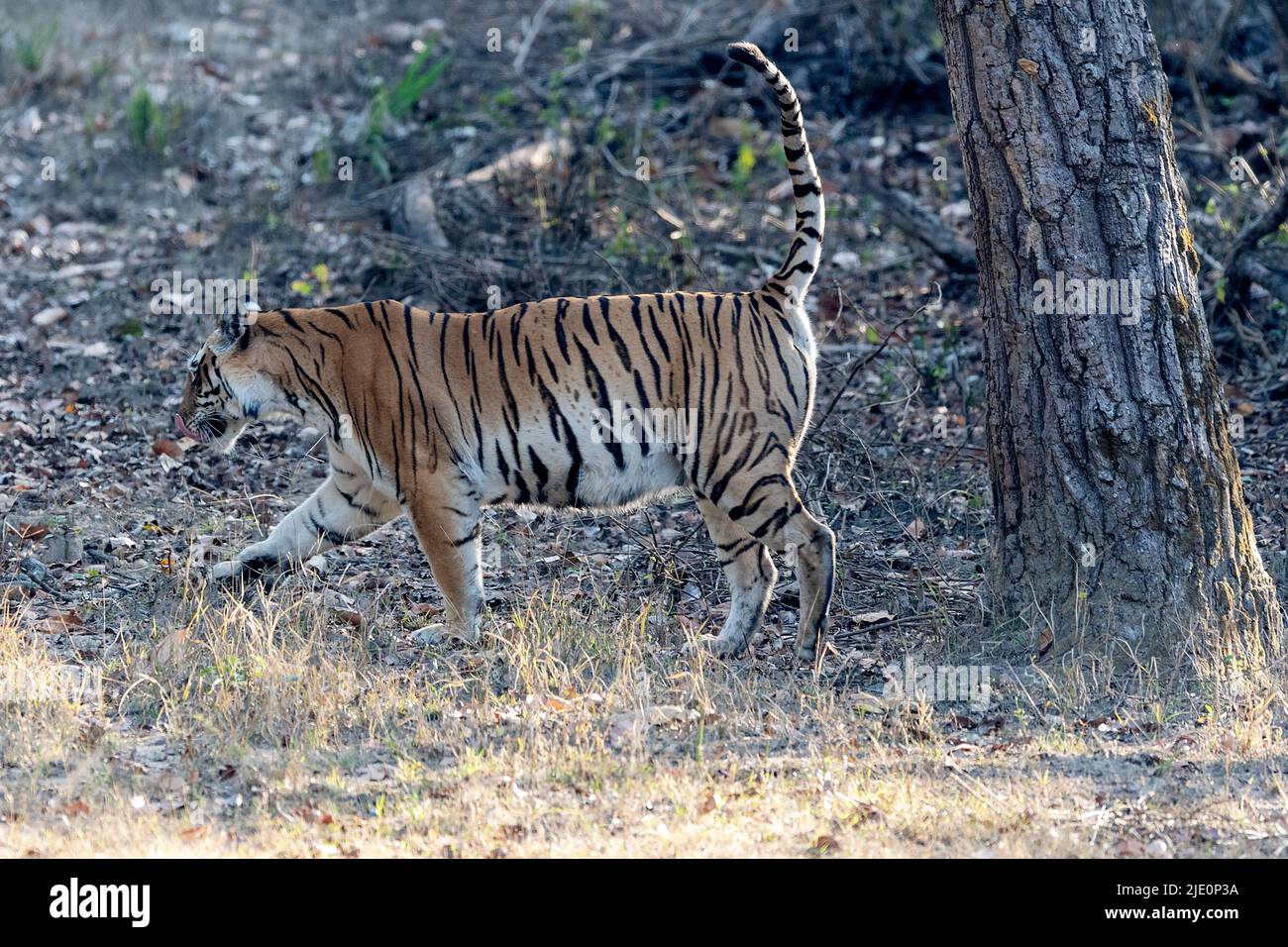The Bengal tiger (Panthera tigris tigris) known as T-32 "Umarjhola ...