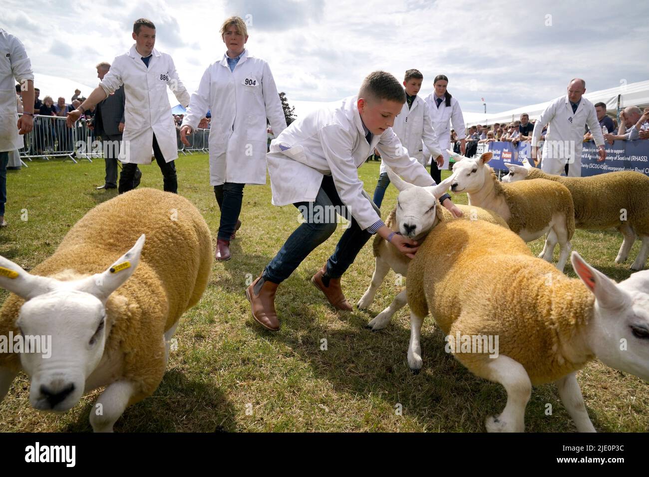 Texel sheep in the judging ring at the Royal Highland Show in Ingliston ...