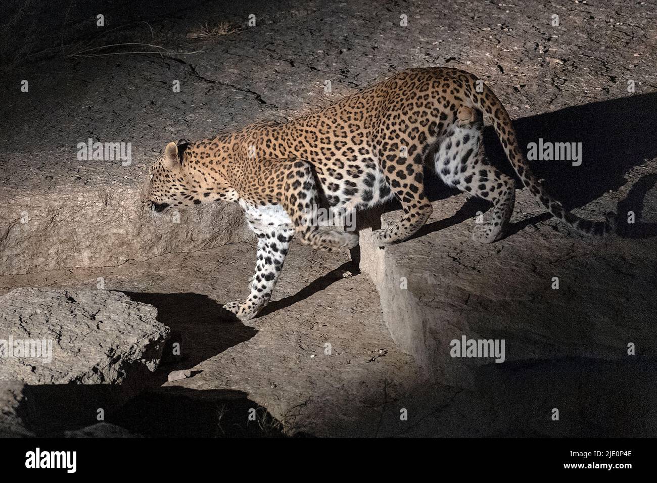 Indian leopard (Panthera pardus fusca) from Jawai, Rajasthan, India ...