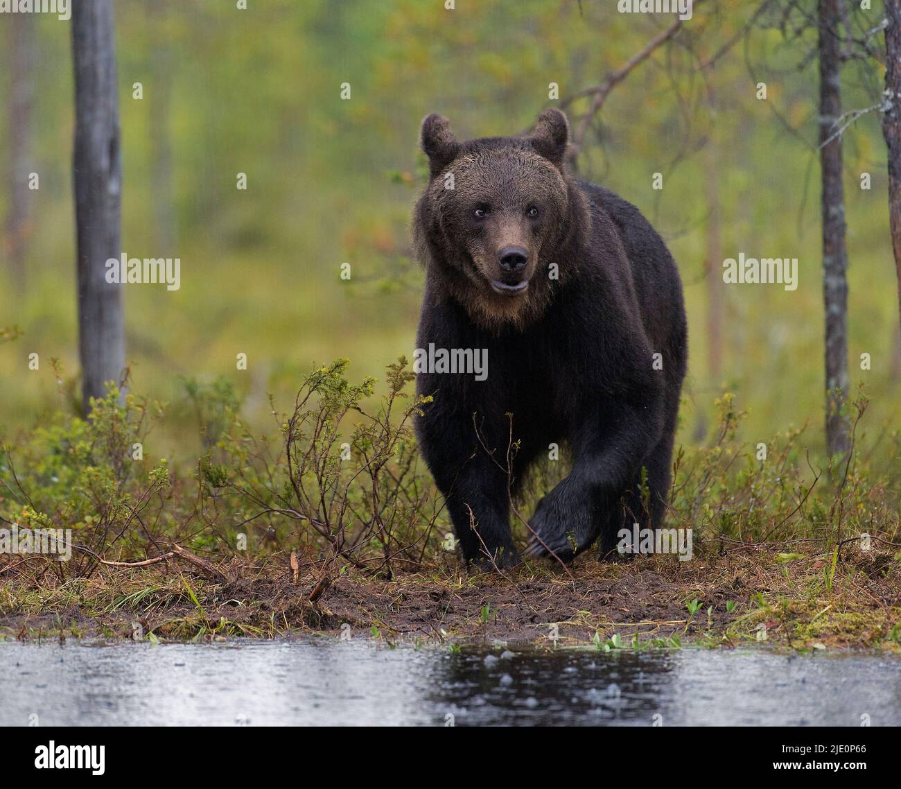 Brown Bear at a lake deep in the forests of eastern Finland while the ...