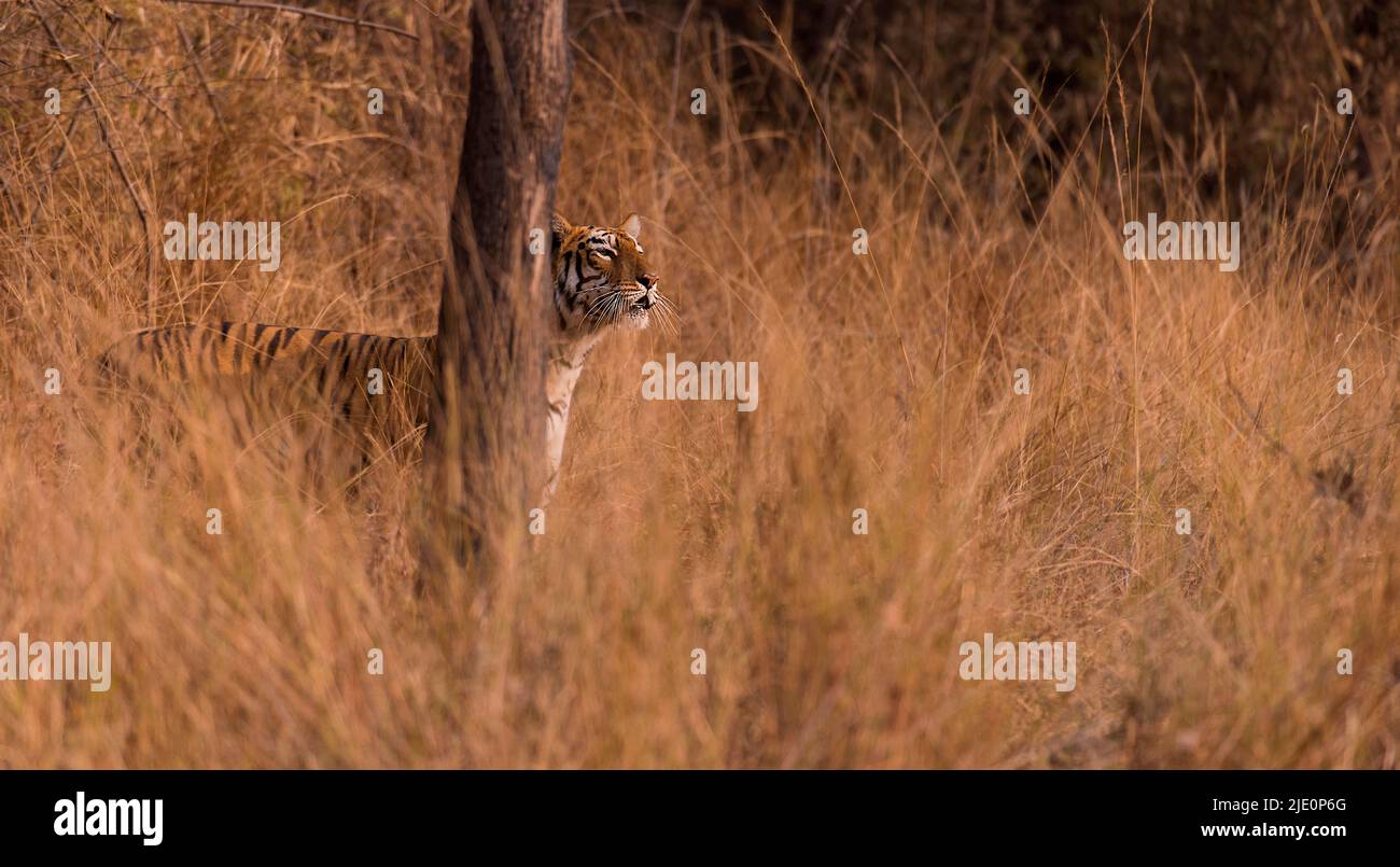 Bengal tiger (Panthera tigris tigris) in Tadoba NP, India Stock Photo ...
