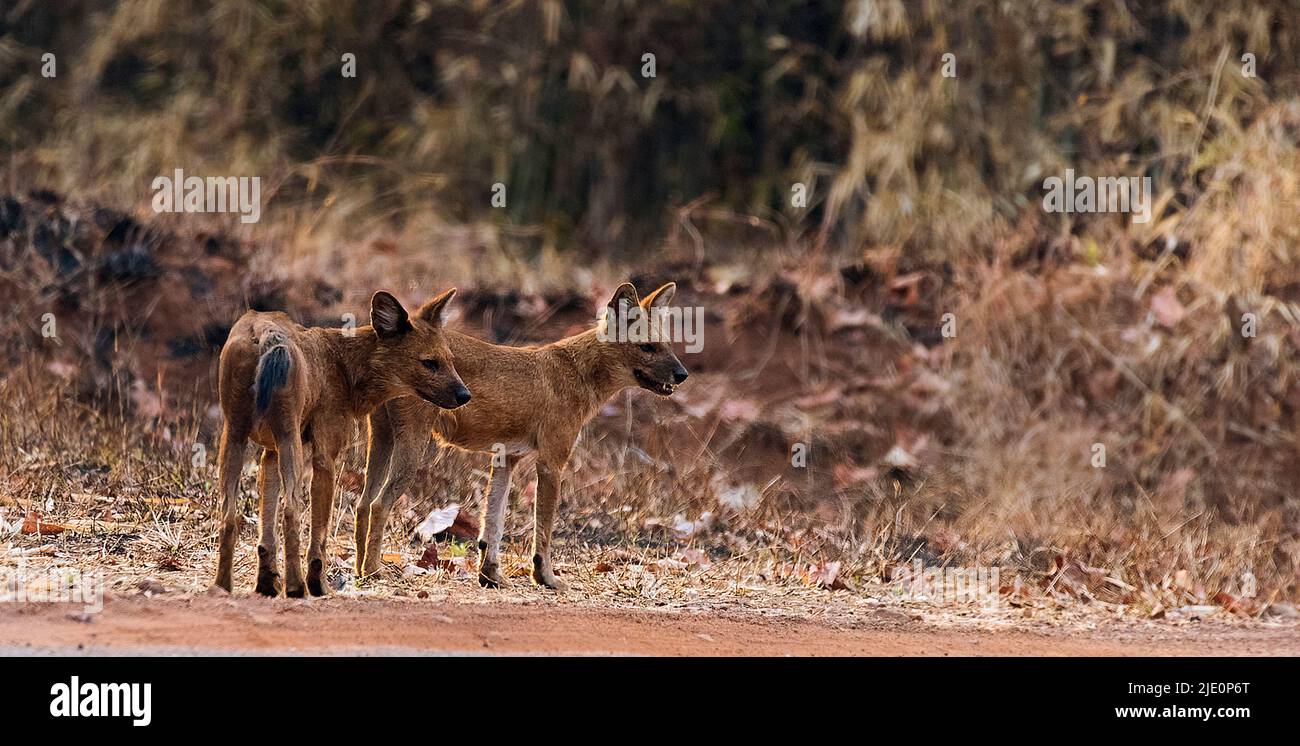 The endangered Asiatic wild dog (Cuon alpinus) from Tadoba NP, India ...