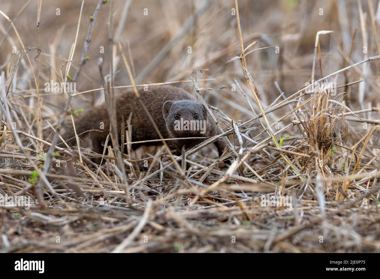 Common dwarf mongoose (Helogale parvula) from Kruger NP, South Africa ...