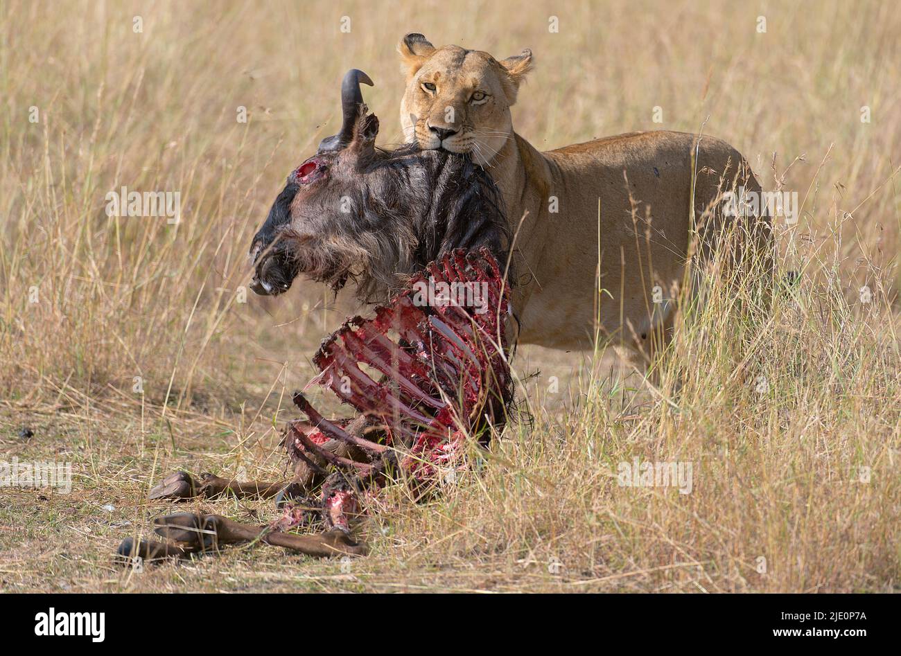 Lioness with the remains of a dead wildebeests. Maasai Mara, Kenya ...
