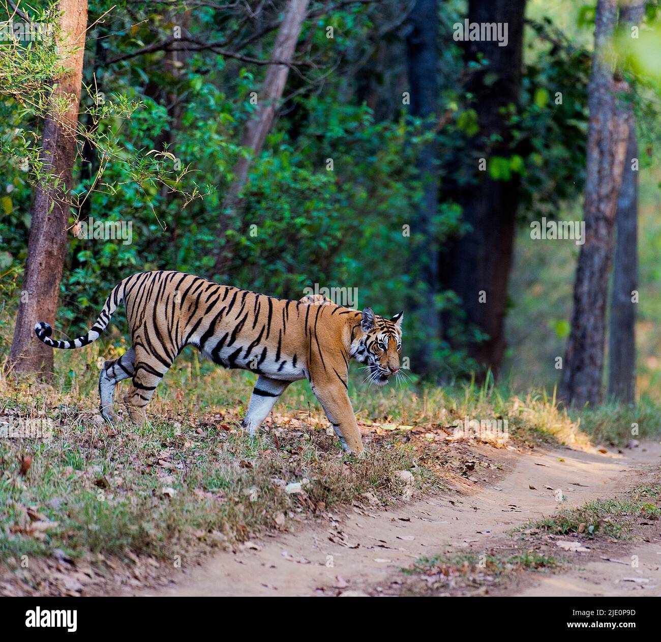 Female Bengal tiger (Panthera tigris tigris) in Kanha National Park ...