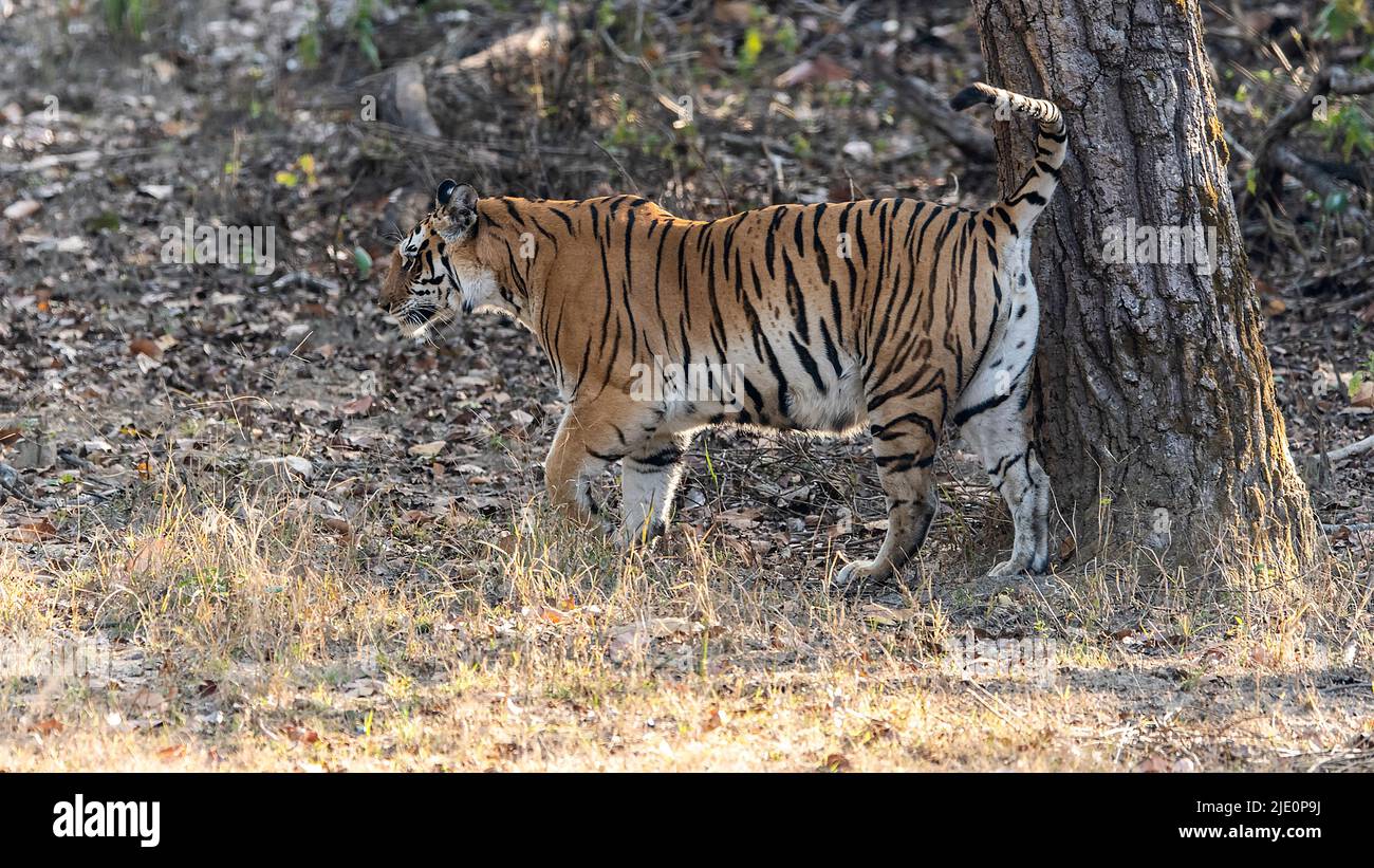 The Bengal tiger (Panthera tigris tigris) known as T-32 "Umarjhola ...
