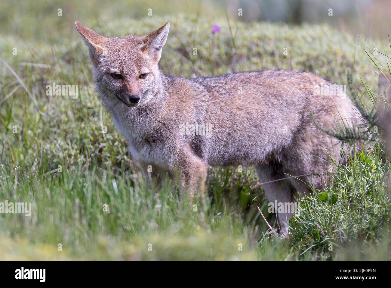 South American gray fox (Lycalopex griseus) from Torres del Paine ...