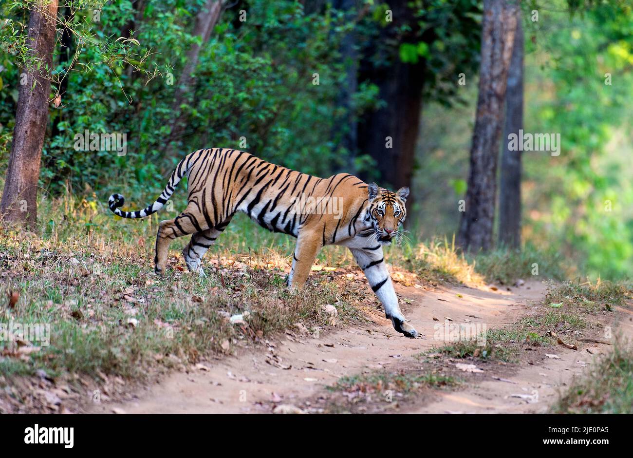 Female Bengal tiger (Panthera tigris tigris) in Kanha National Park, India Stock Photo - Alamy