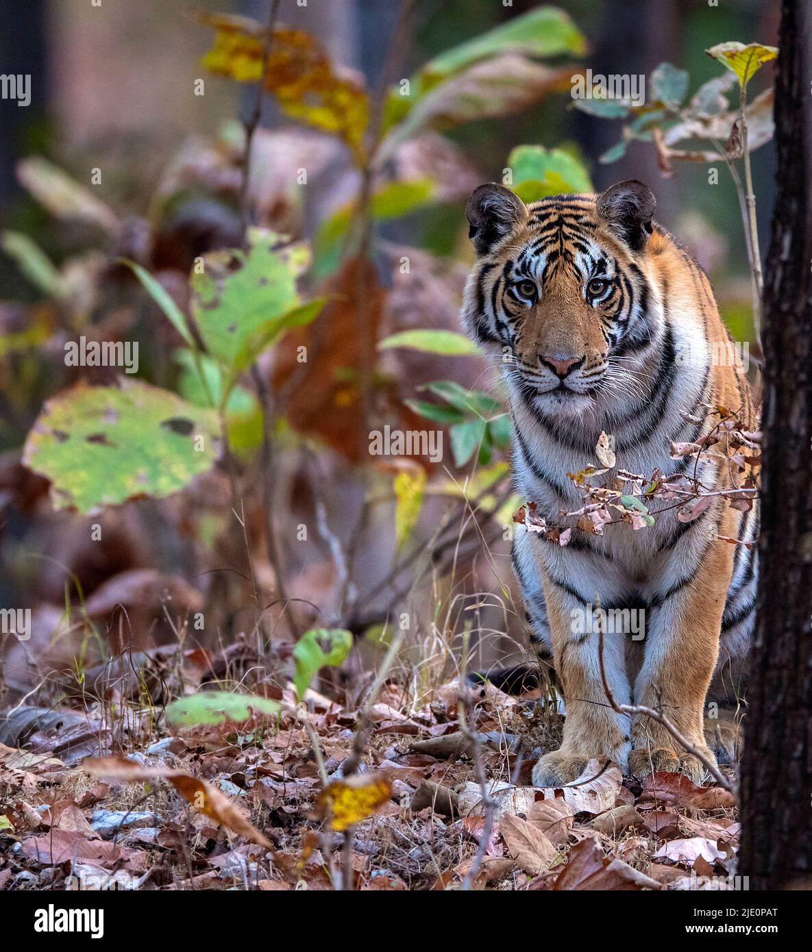 Female bengal tiger (Panthera tigris tigris) in the dense forest of Pench National Park, madhya ...