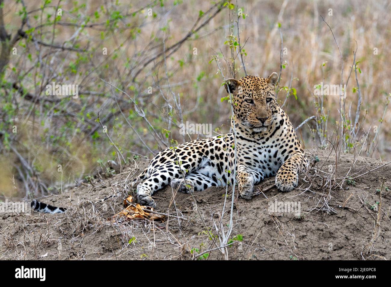 Big male leopard hi-res stock photography and images - Alamy