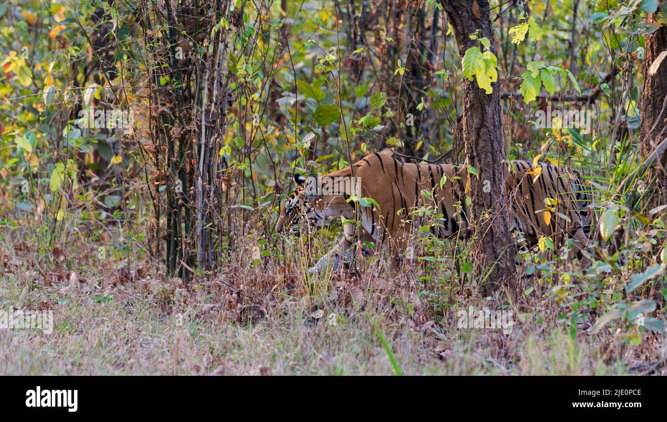 Female Bengal tiger (Panthera tigris tigris) appearing out of the dense ...