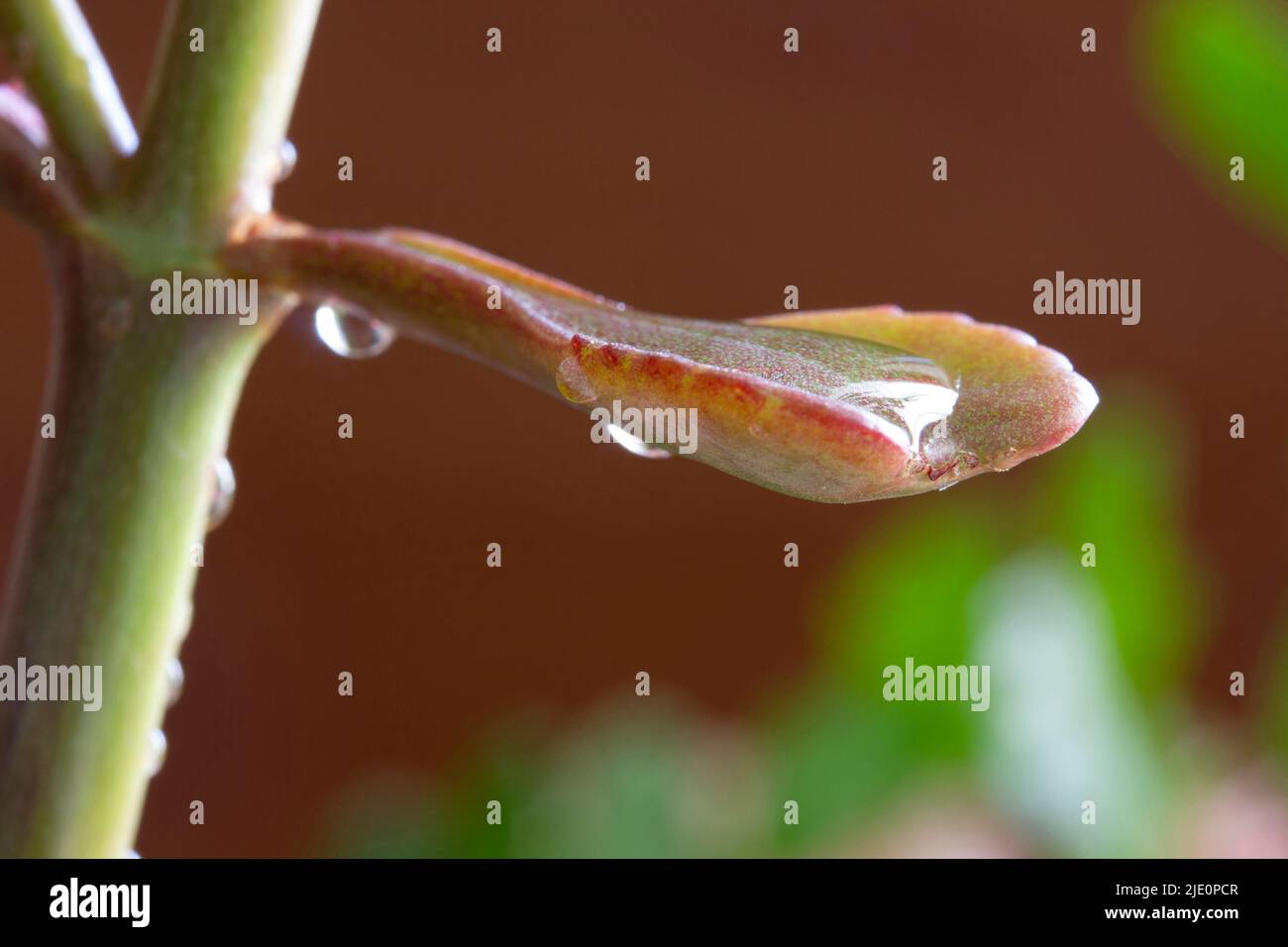 Water in the leaf. Macro image of leaf and water Stock Photo - Alamy