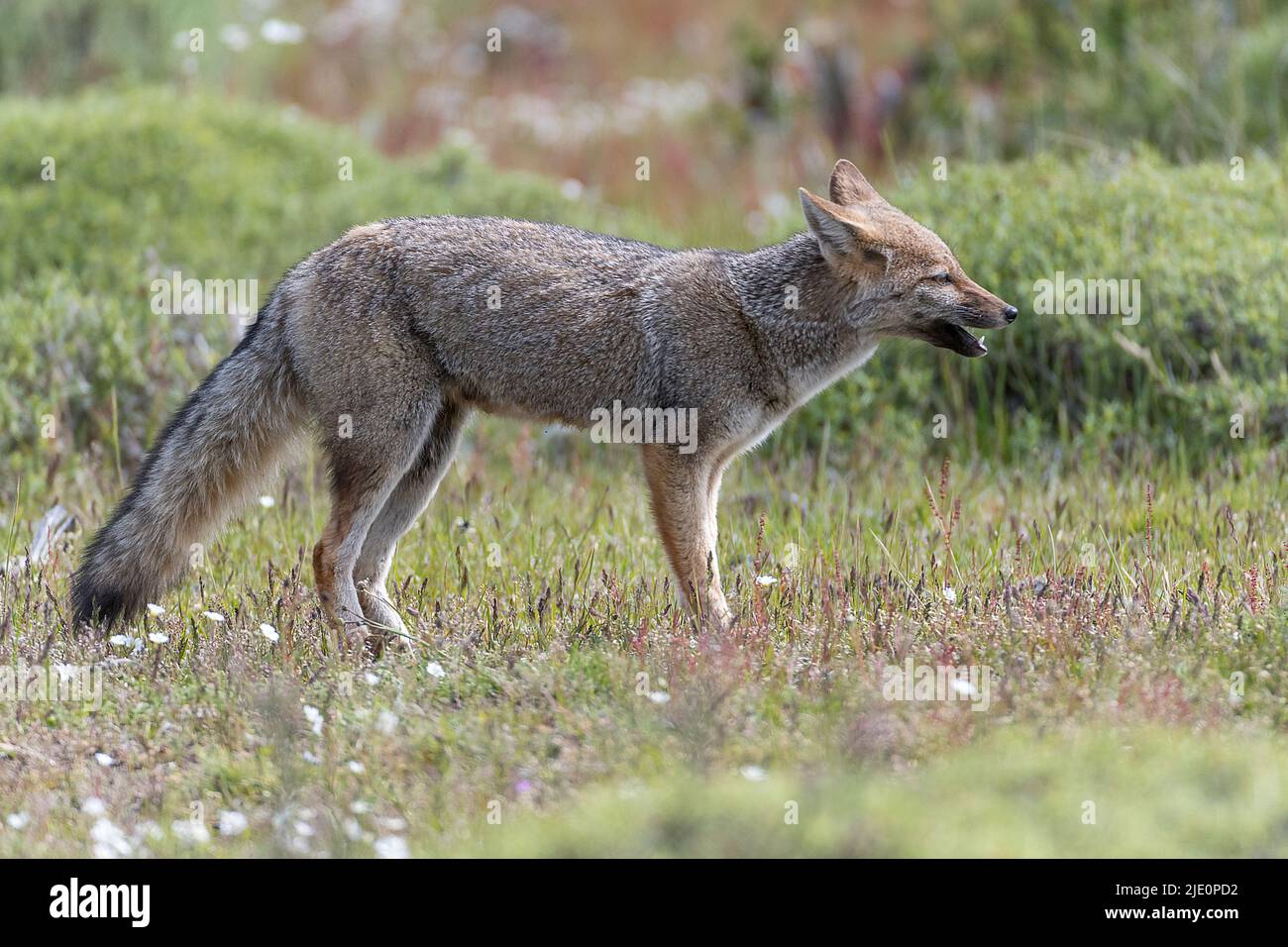 South American gray fox (Lycalopex griseus) from Torres del Paine ...