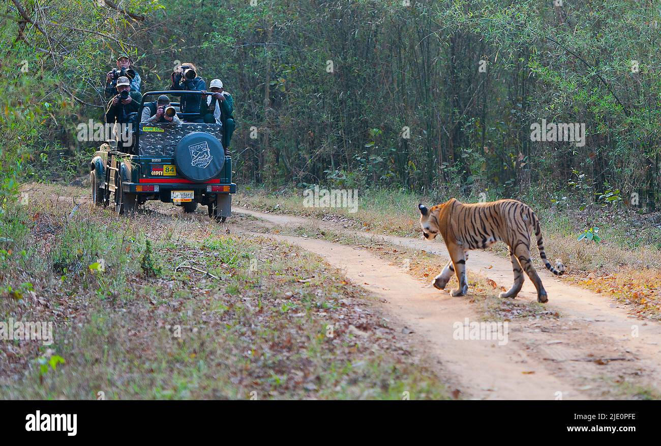 Tiger meeting with tourists in Kanha National Park, India. April 2014 ...