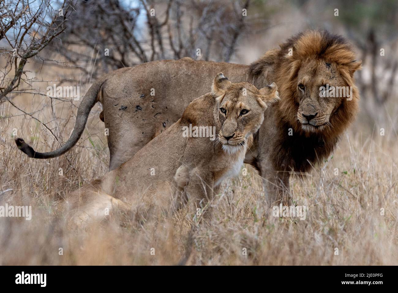 Pair of mating lions (Panthera leo) in Kruger NP, South Africa Stock ...
