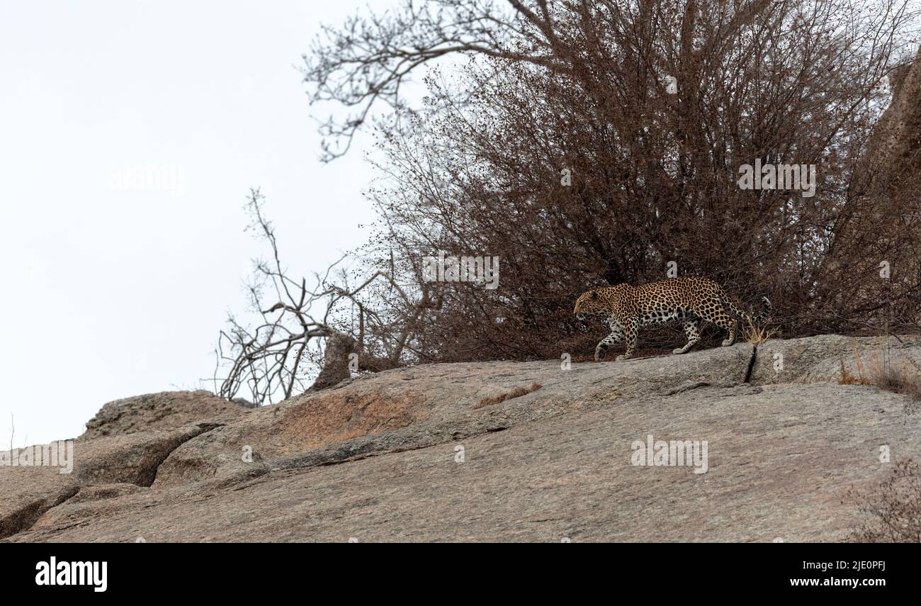 Indian leopard (Panthera pardus fusca) from Jawai, Rajasthan, India ...