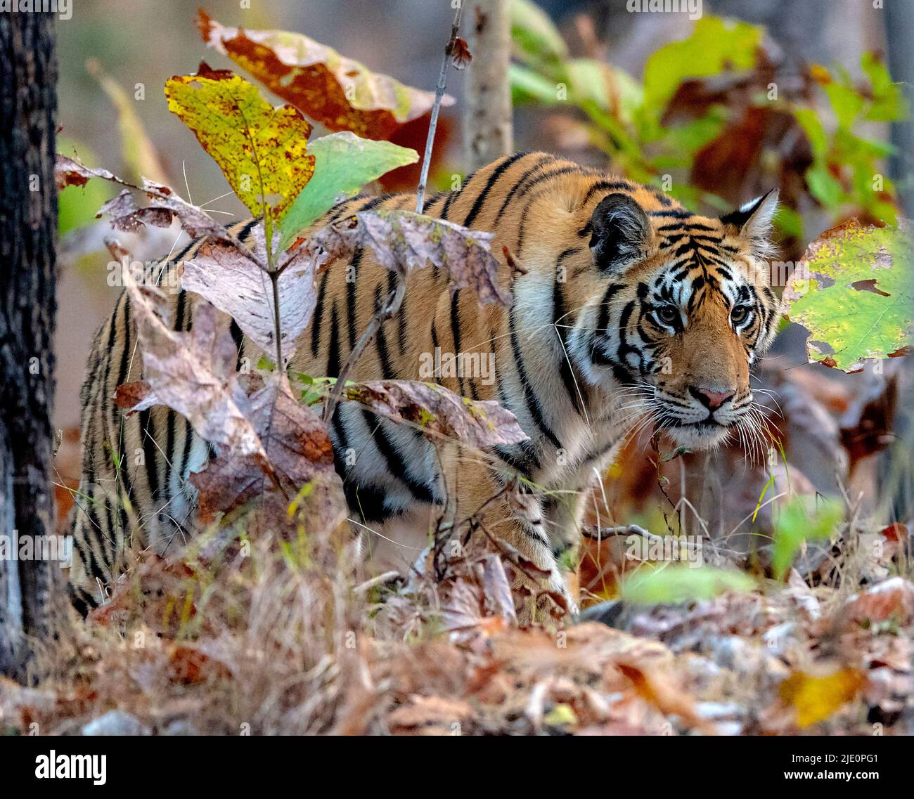 Female bengal tiger (Panthera tigris tigris) in the dense forest of Pench National Park, madhya ...