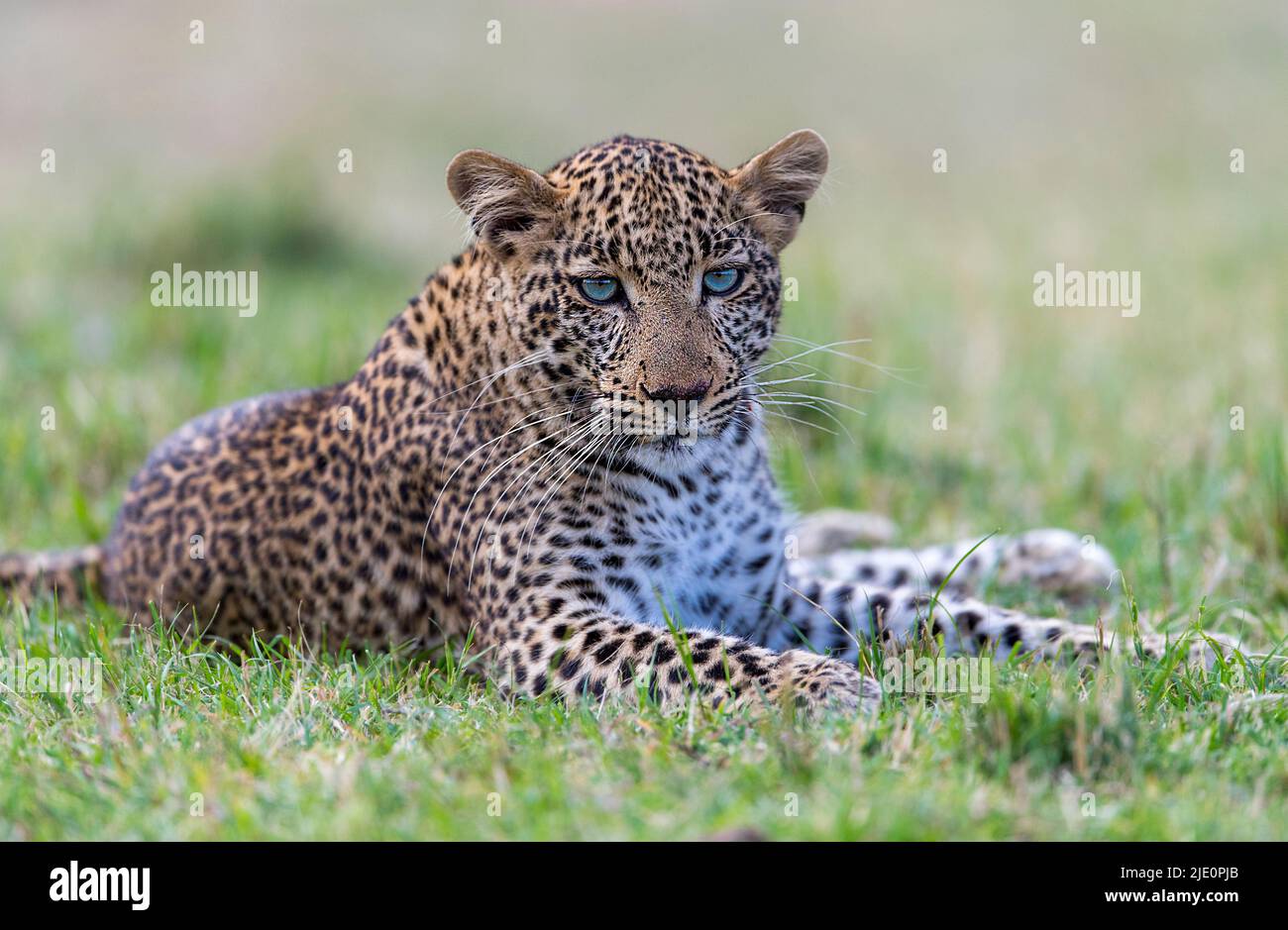 Leopard blue eyes hi-res stock photography and images - Alamy