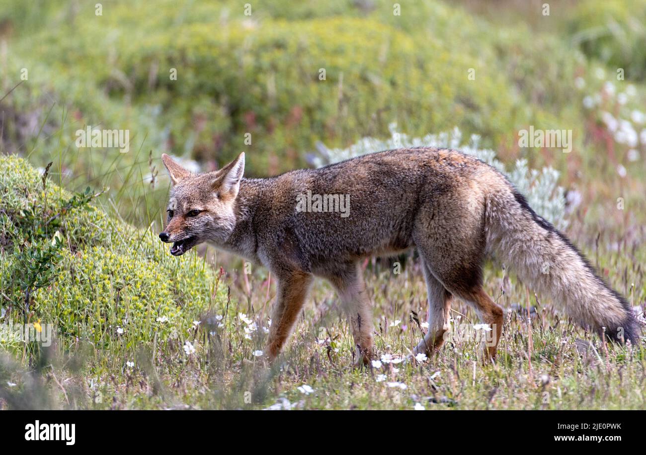 South American gray fox (Lycalopex griseus) from Torres del Paine ...