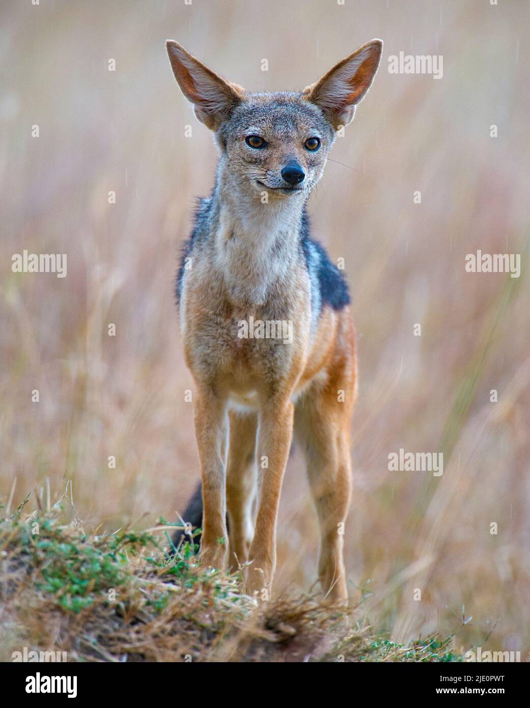 Black backed jackal from hi-res stock photography and images - Alamy