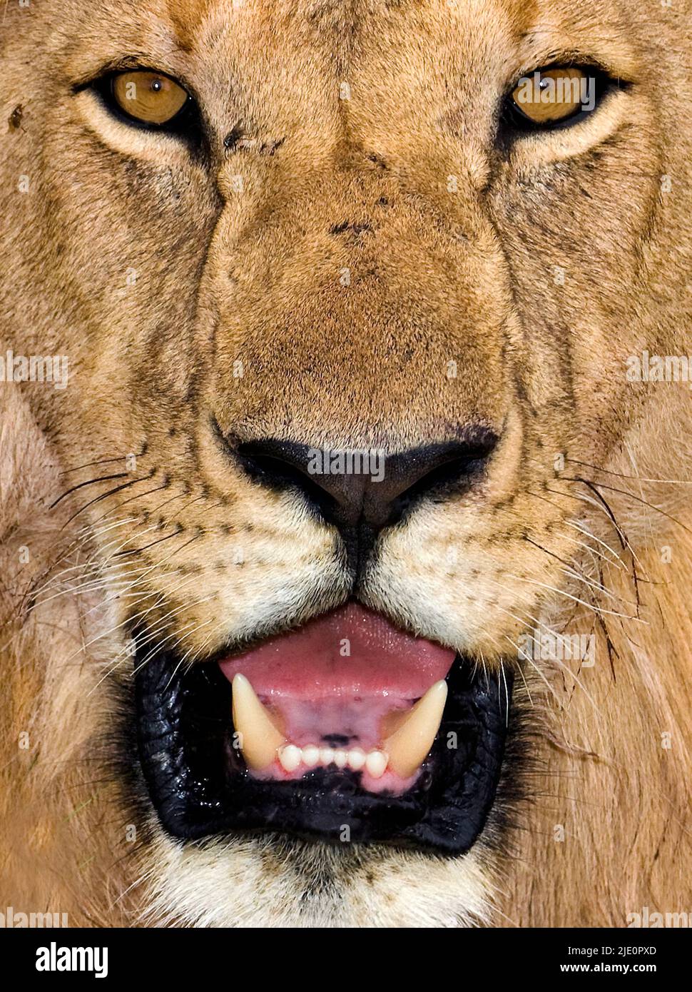 Lionface hi-res stock photography and images - Alamy