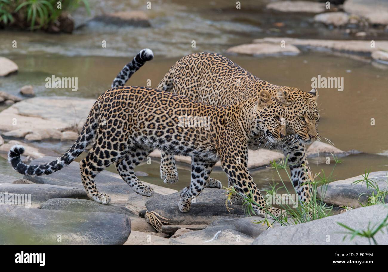 The leopard known as "Pretty Girl" and her son at a small river in ...
