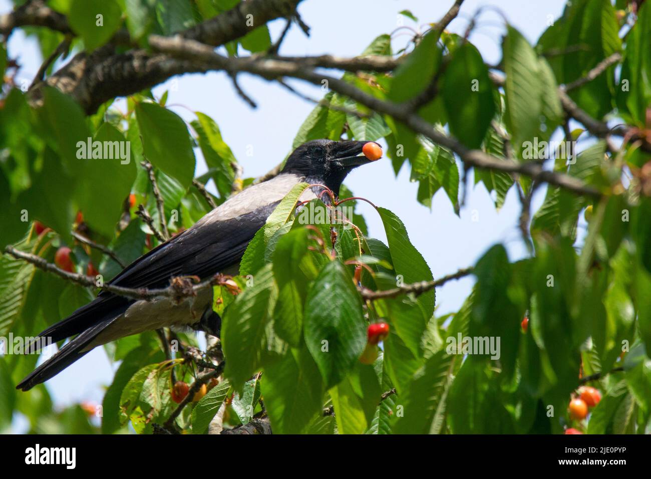 Fruit crow hi-res stock photography and images - Alamy
