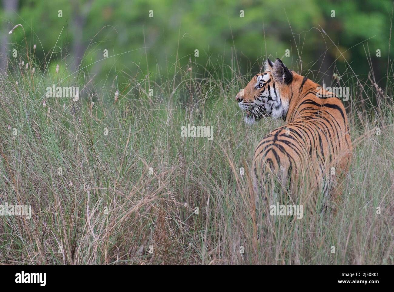 Female bengal tger in Bandhavgarh National Park. April 2014 Stock Photo ...