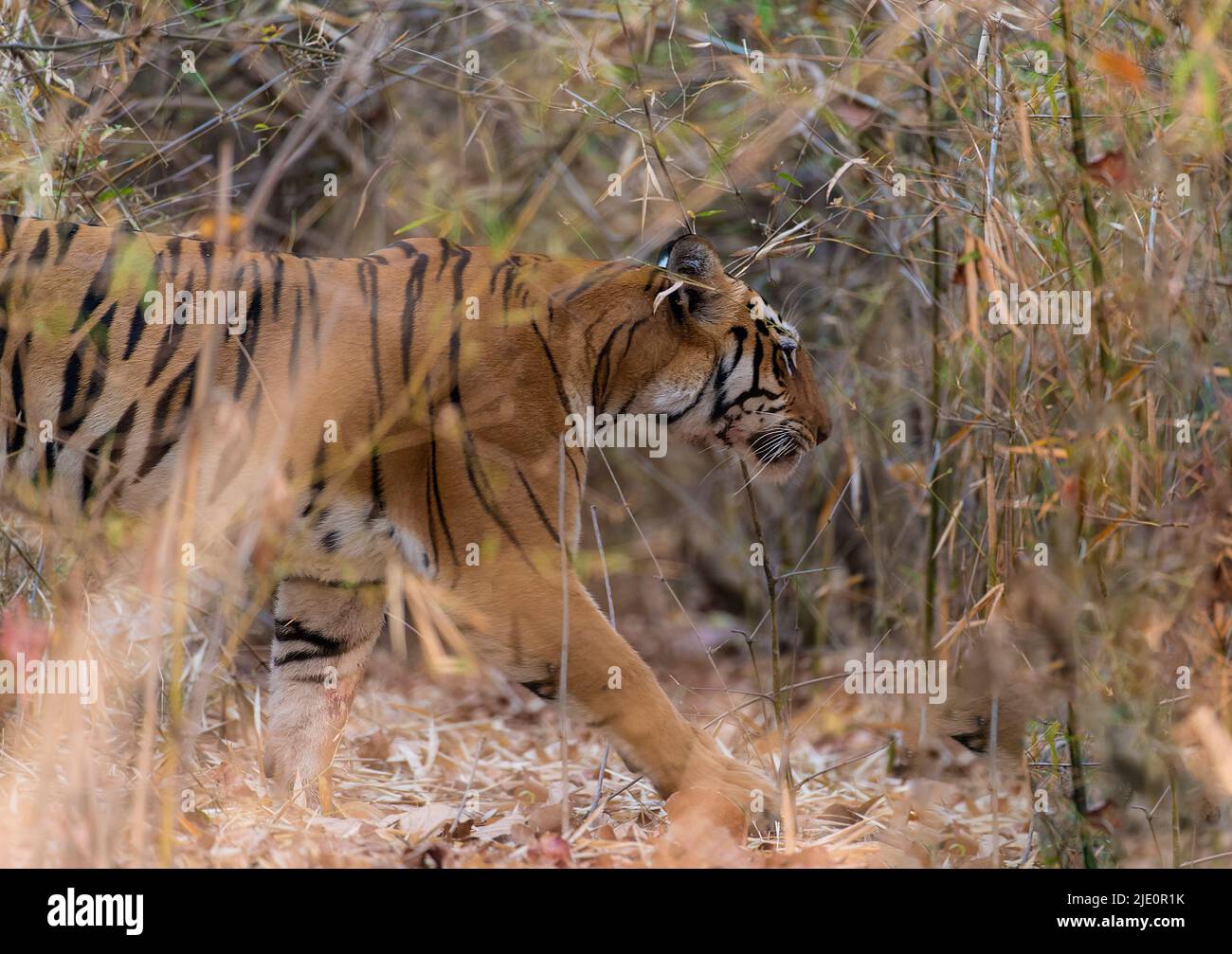 Female tiger Maya in the bamboo forest of Tadoba NP, India, in February ...