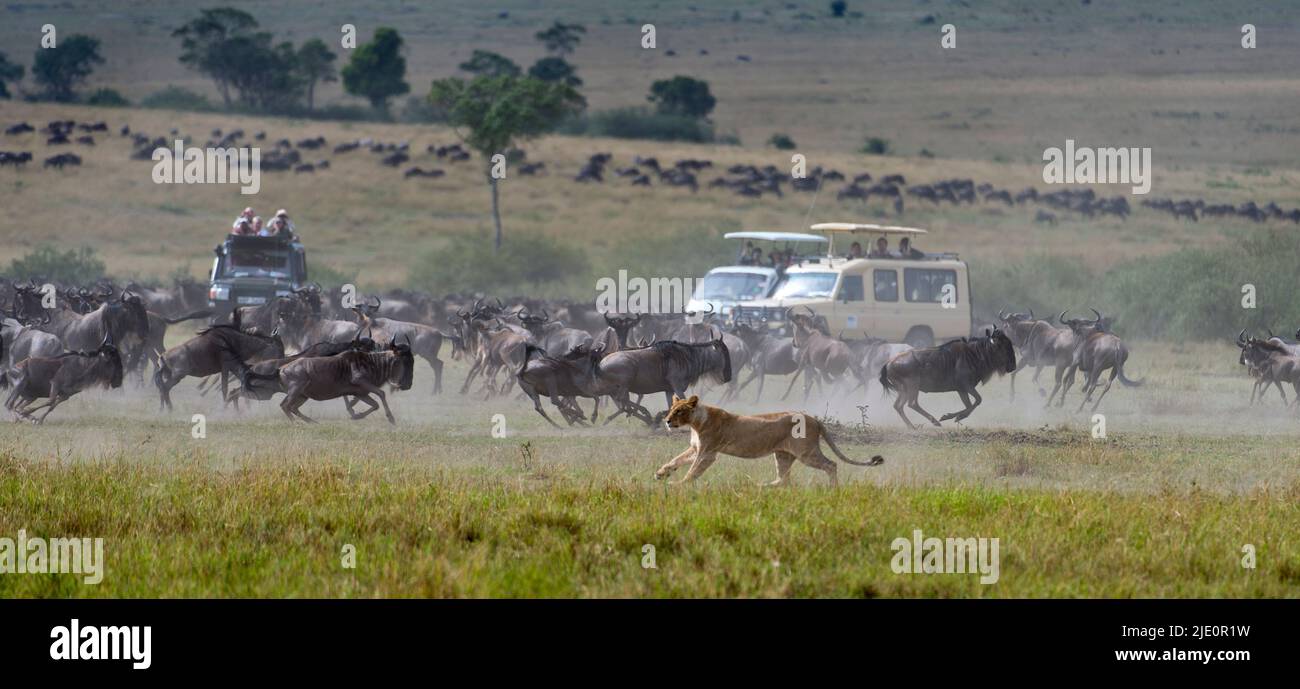 Chaos spreads among the wildebeests when a lioness starts hunting ...