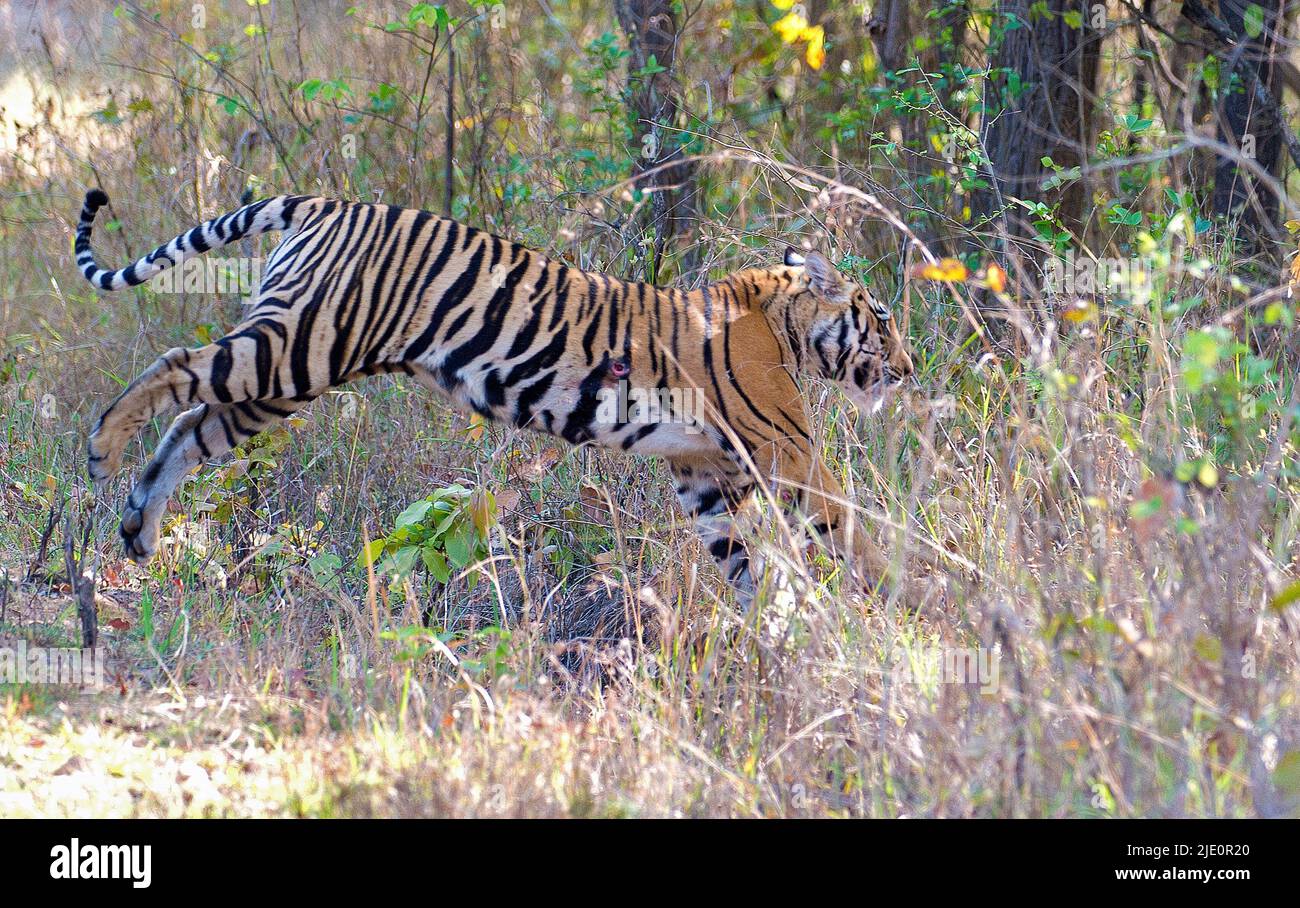 Tiger in Kanha National Park, India. Do note the woond in the tiger's ...