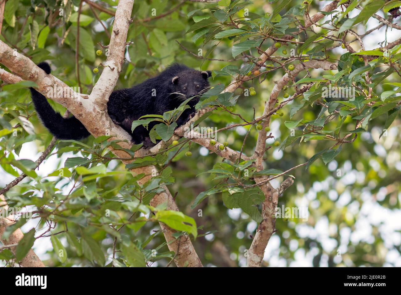 Binturong (Arctictis binturong) looking for its favourite foods, figs ...