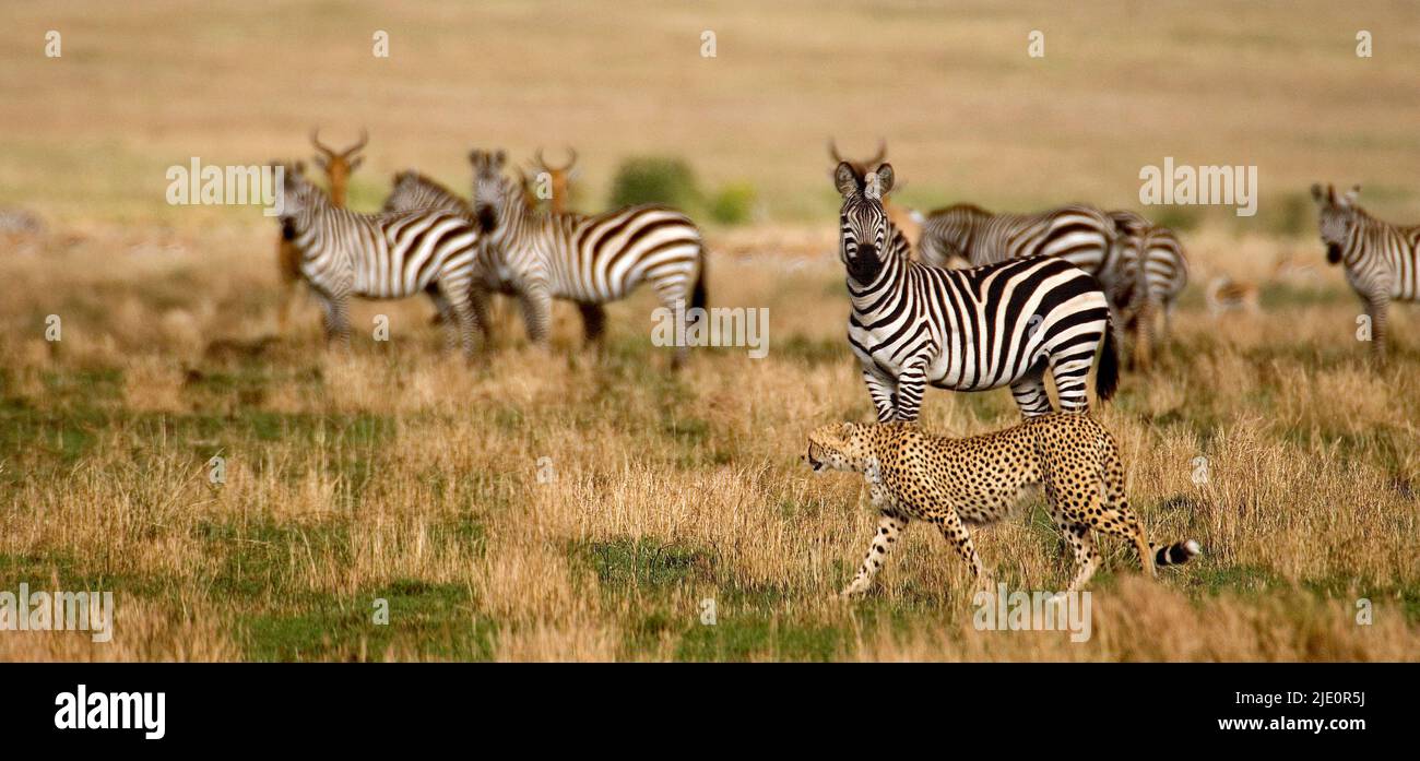 Carnivore carnivorous carnivores predatory predators big cats cat ...