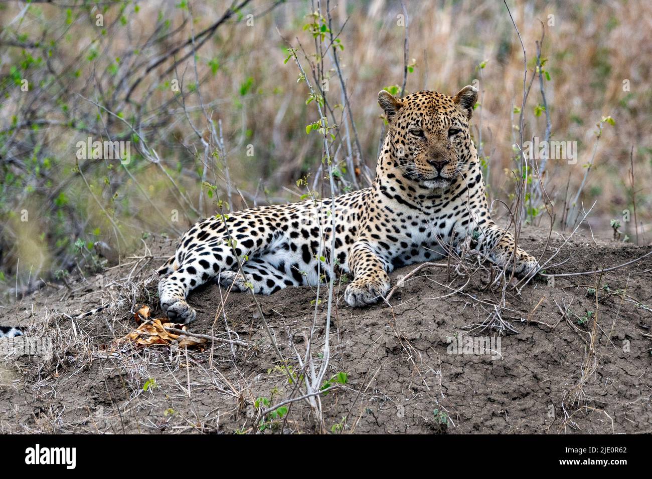 Big male leopard (Panthera pardus) from kruger NP, South Africa Stock ...