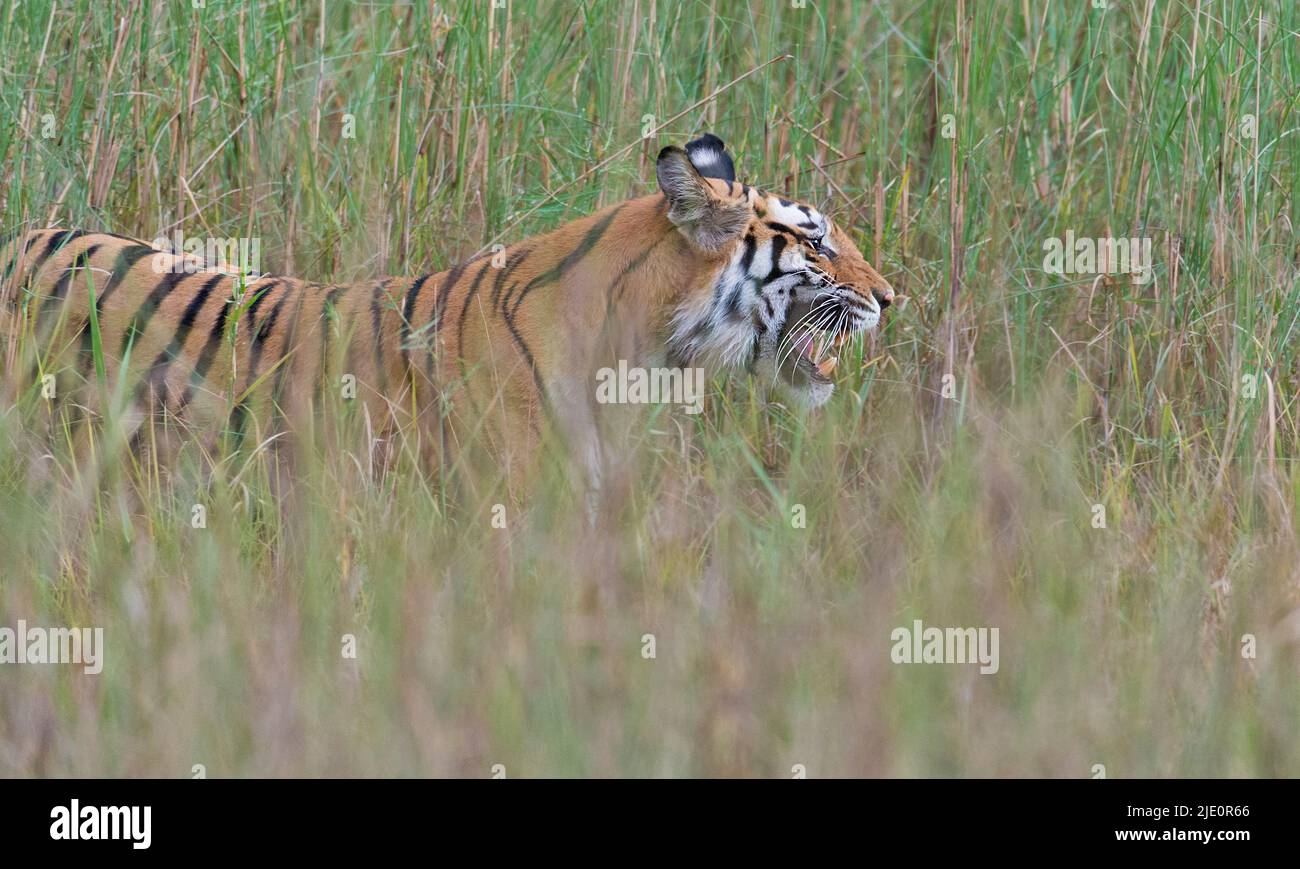 Female bengal tger in Bandhavgarh National Park. April 2014 Stock Photo ...