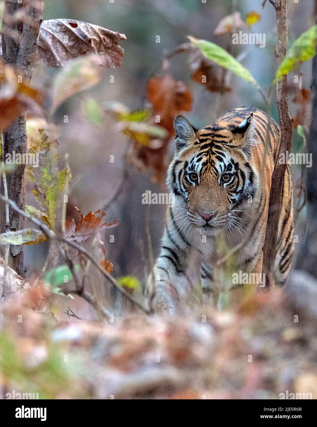 Female bengal tiger (Panthera tigris tigris) walking in the dense forest of Pench National Park ...