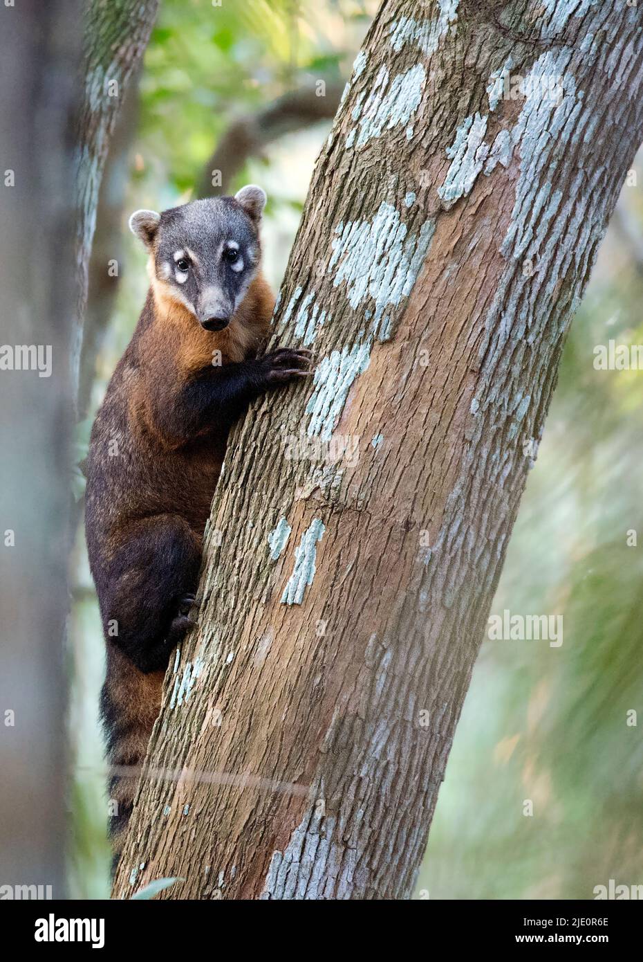 Ring-tailed coati (Nasua nasua), Pantanal, Brazil Stock Photo - Alamy