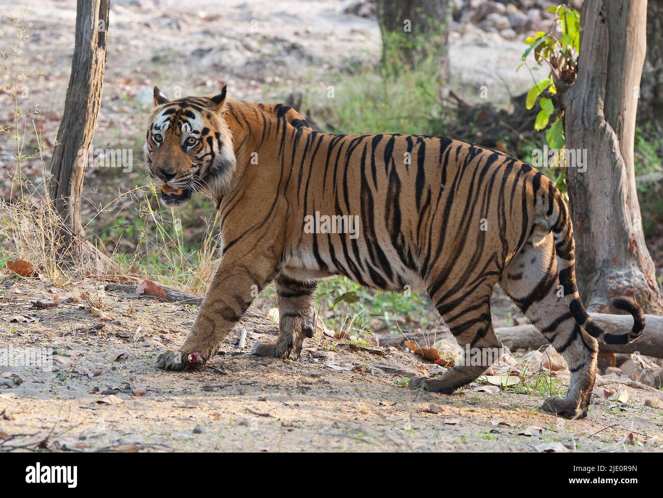 The 10 year old Bamera male bengal tiger in Bandhavgarh National Park ...