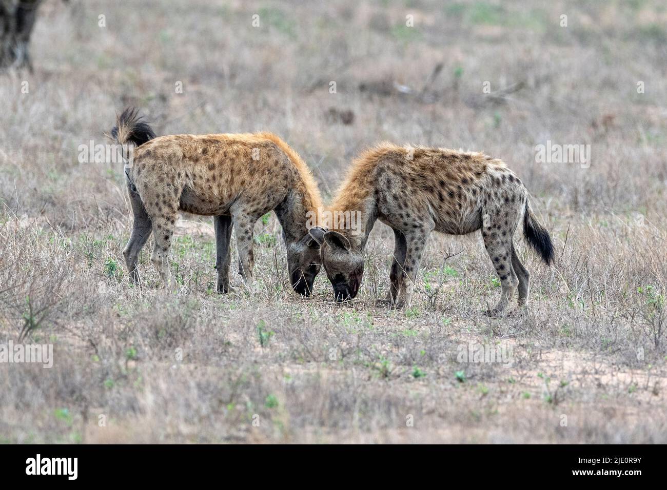 Spotted hyenas (Crocuta crocuta) in Kruger NP, South Africa Stock Photo ...