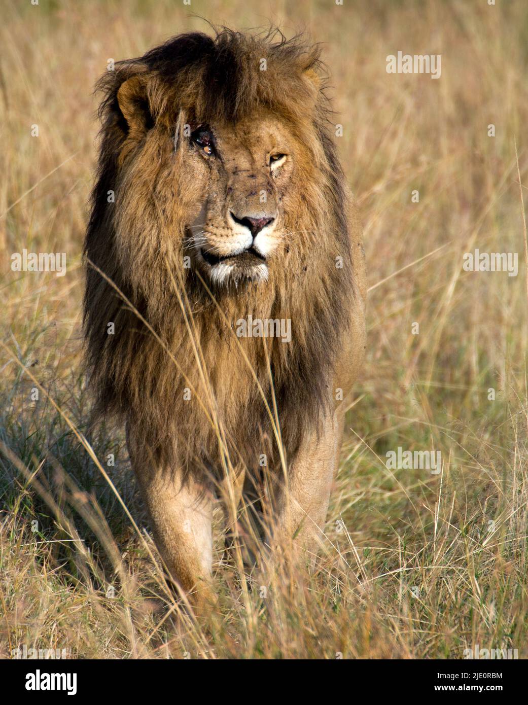 A male lion (Panthera leo) with a damaged right eye on the savannah of ...