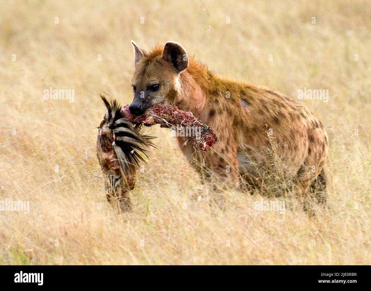 Spotted Hyena, Crocuta crocuta, from Masai Mara, Kenya. here the hyena ...