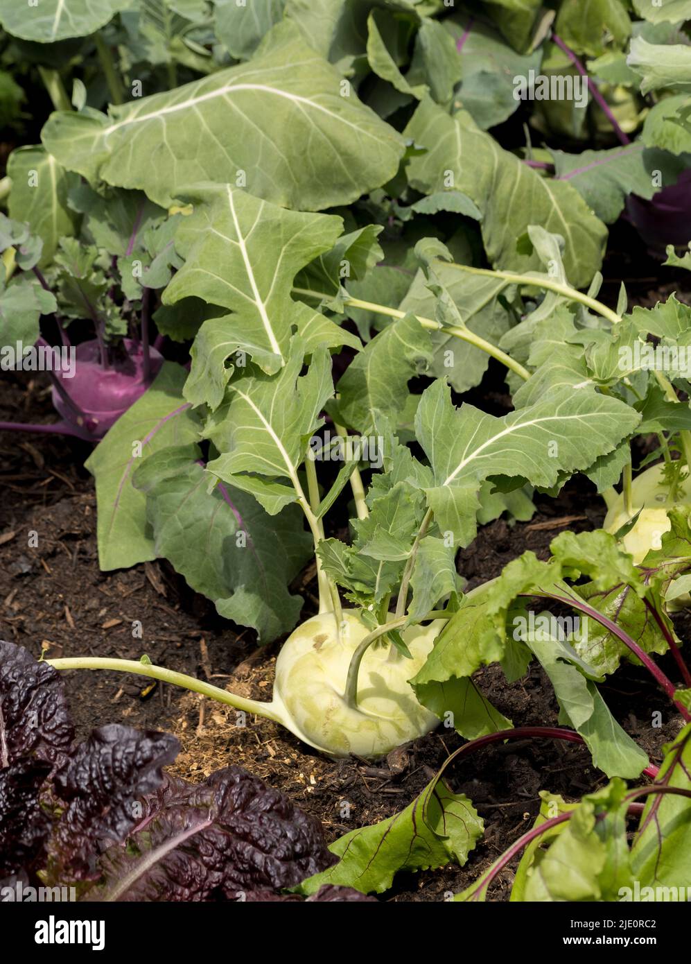 White and purple kohlrabi growing in a UK vegetable garden Stock Photo ...