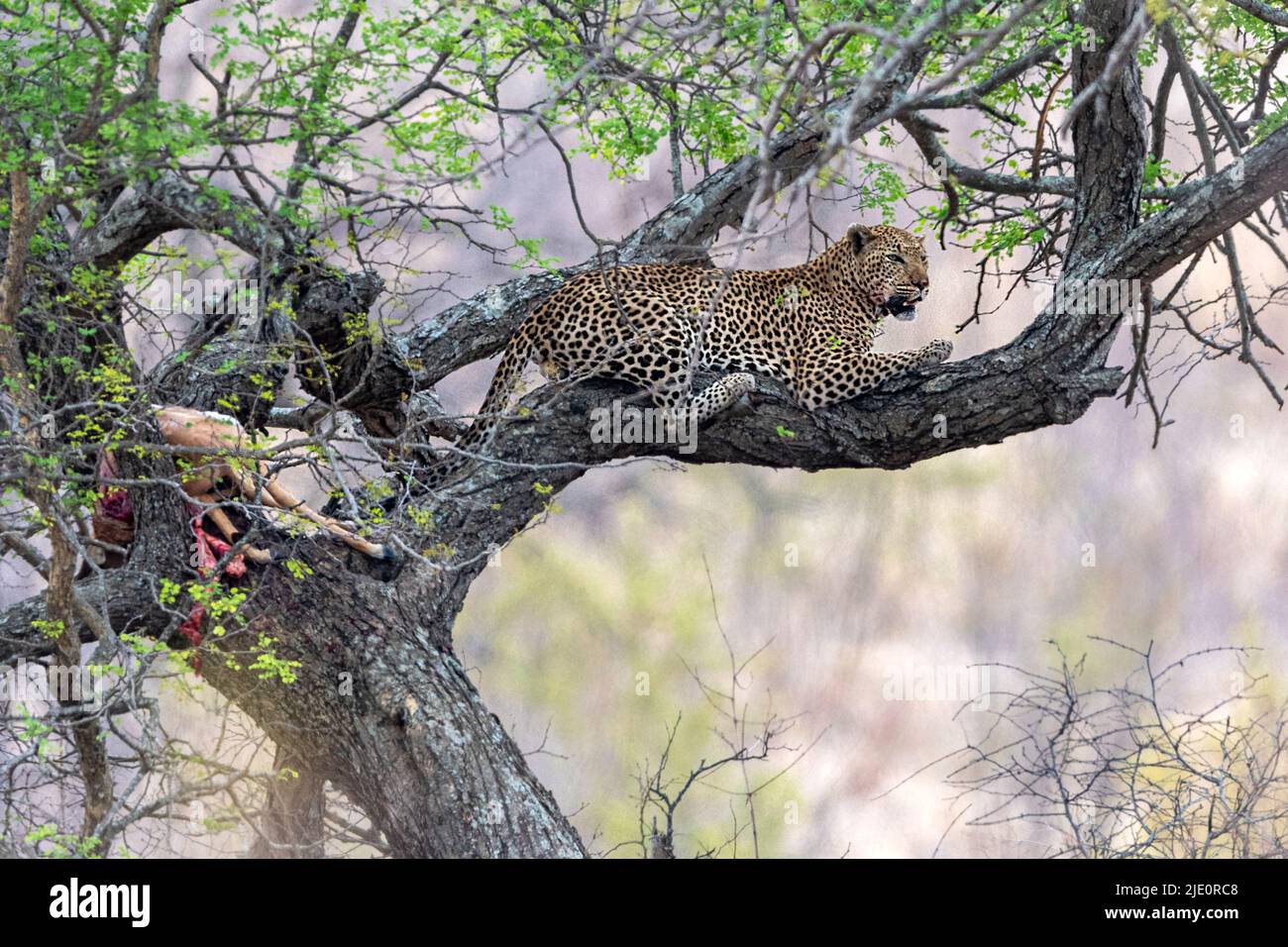Leopard resting with it's kill in a big tree in Kruger NP, South Africa ...