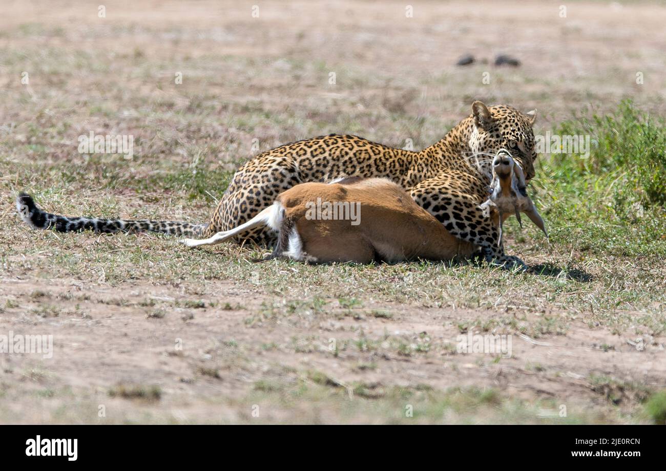 Leopard hunting gazelle hi-res stock photography and images - Alamy