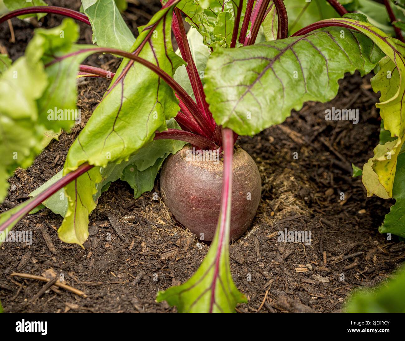Beetroot growing in a UK vegetable garden, ready to pick Stock Photo ...