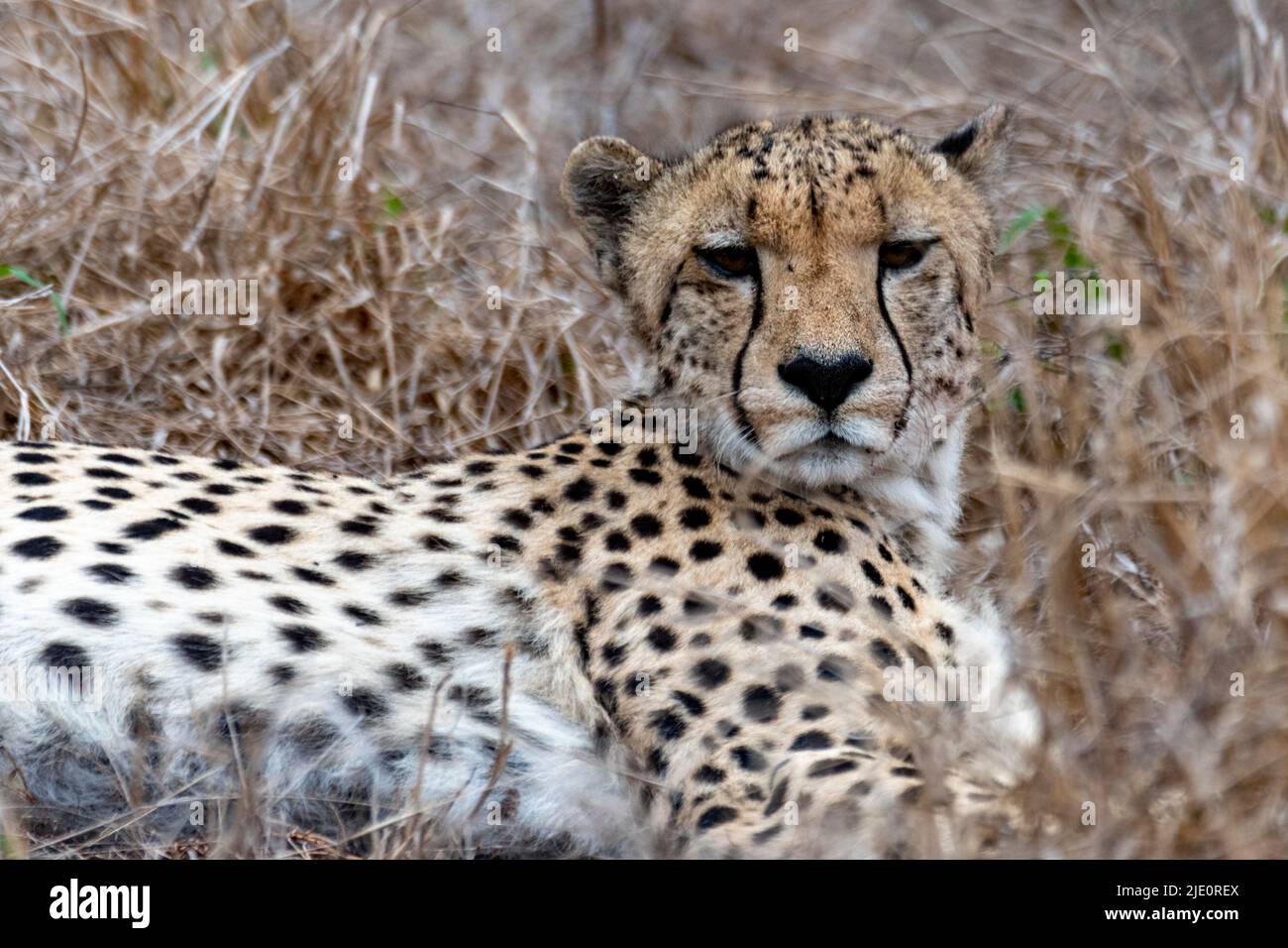 Male cheetah (Acinonyx jubatus) from Zimanga Private Reserve, South ...