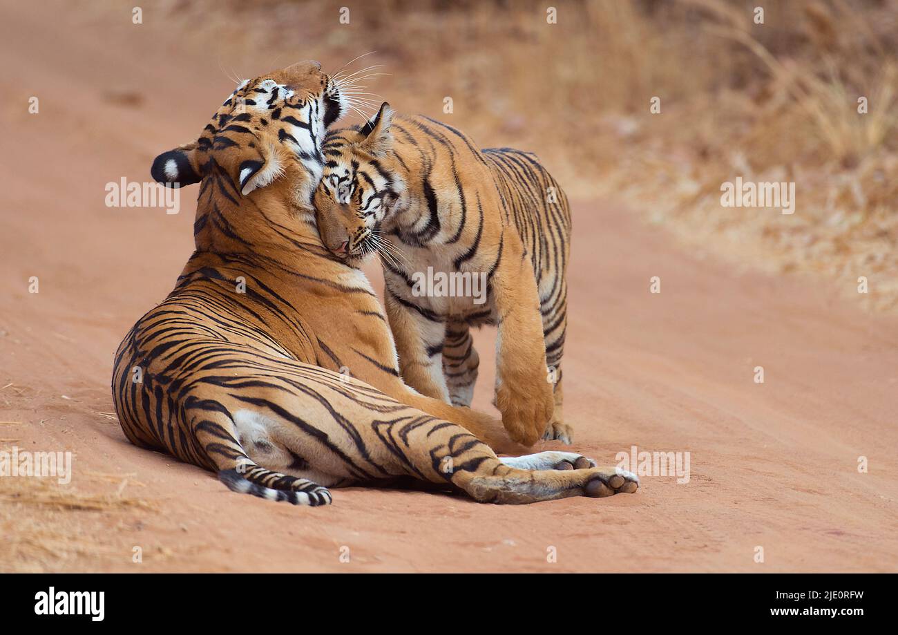 Tiger maya hi-res stock photography and images - Alamy