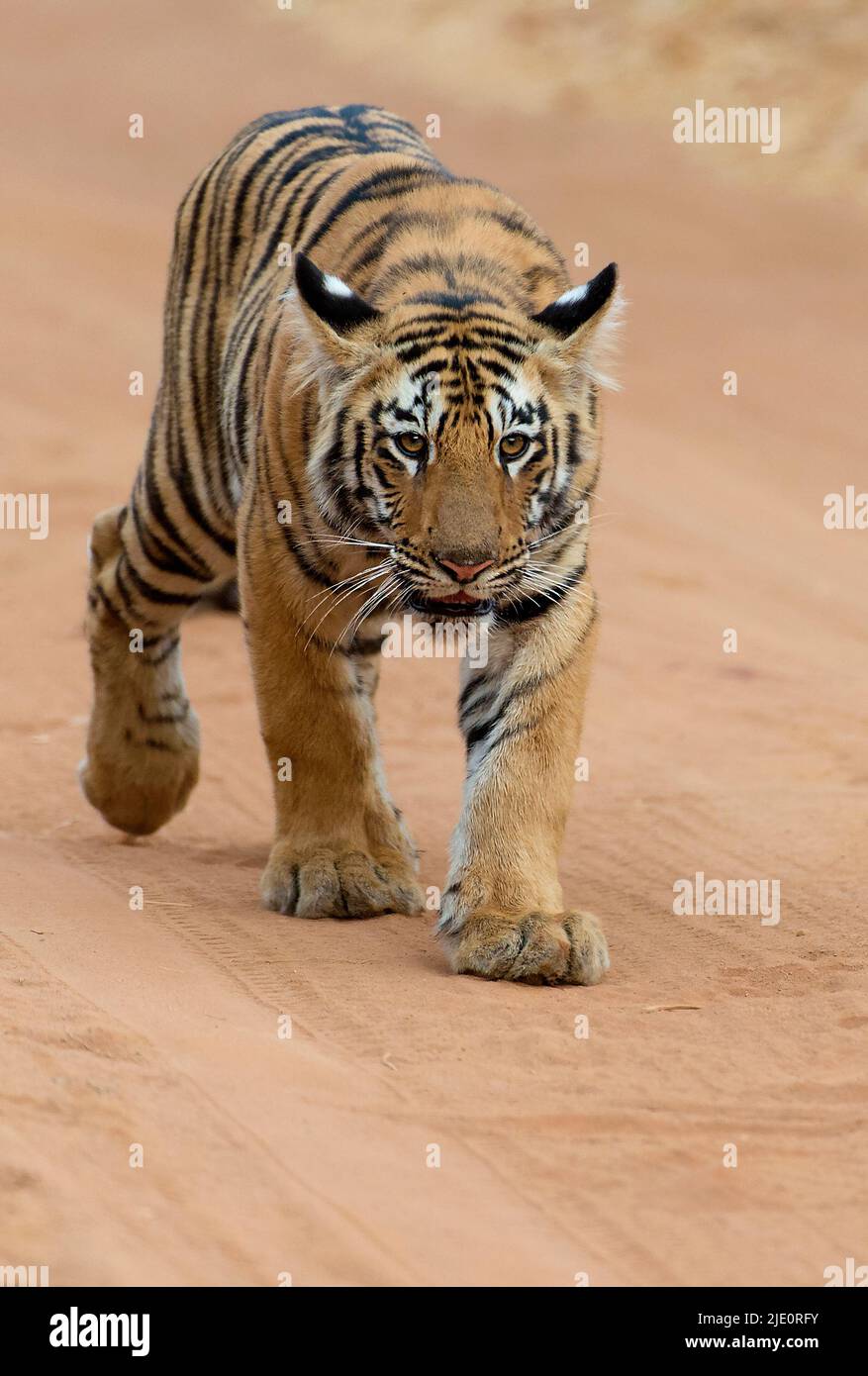 Six months old tiger cub in Tadoba NP, India. February 2016 Stock Photo ...