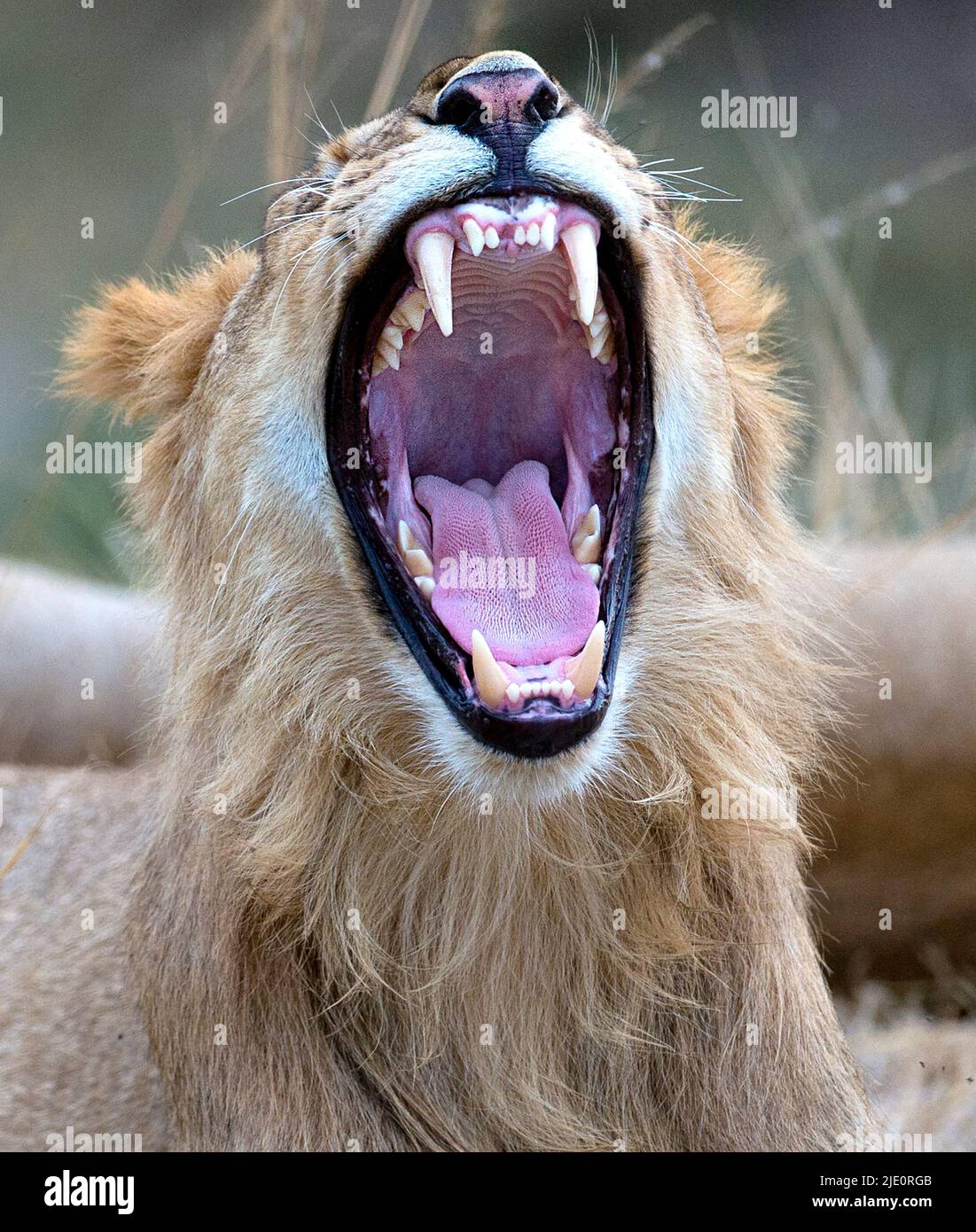 Hjornetann hi-res stock photography and images - Alamy